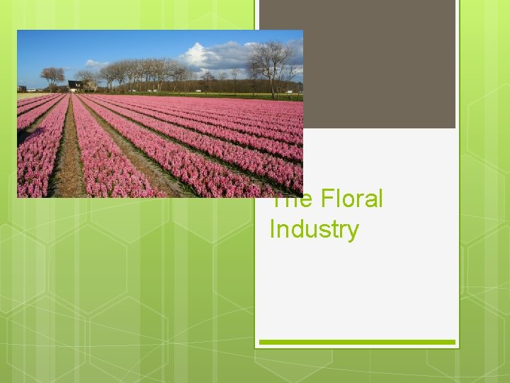 Floral Industry The World Floral Market Different countries