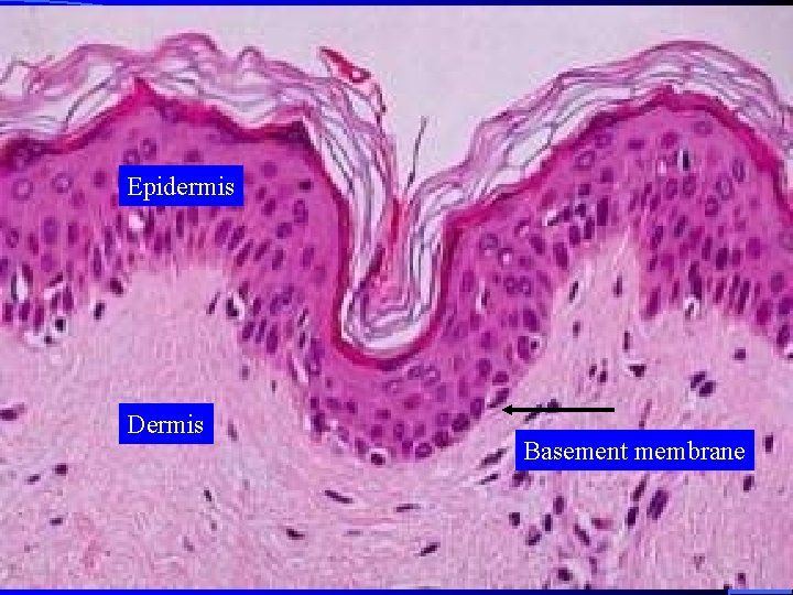 The Integumentary System What are the major characteristics