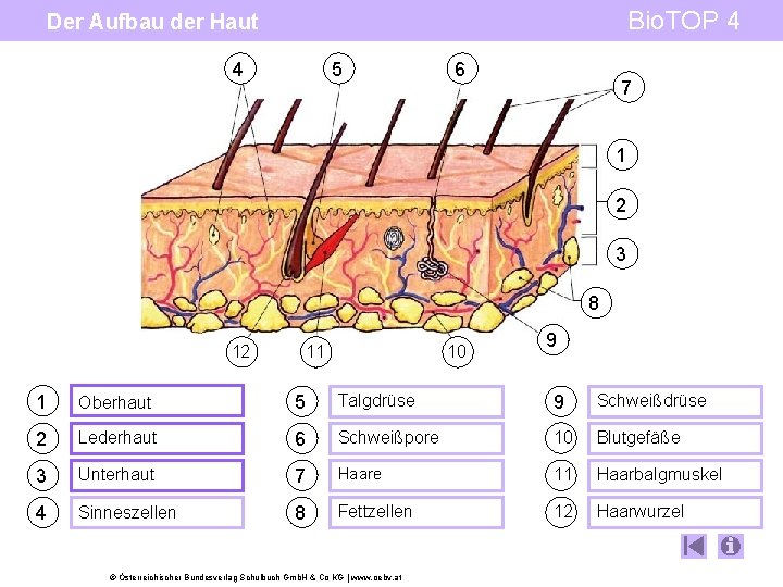 Bio TOP 4 Der Aufbau der Haut schrittweiser