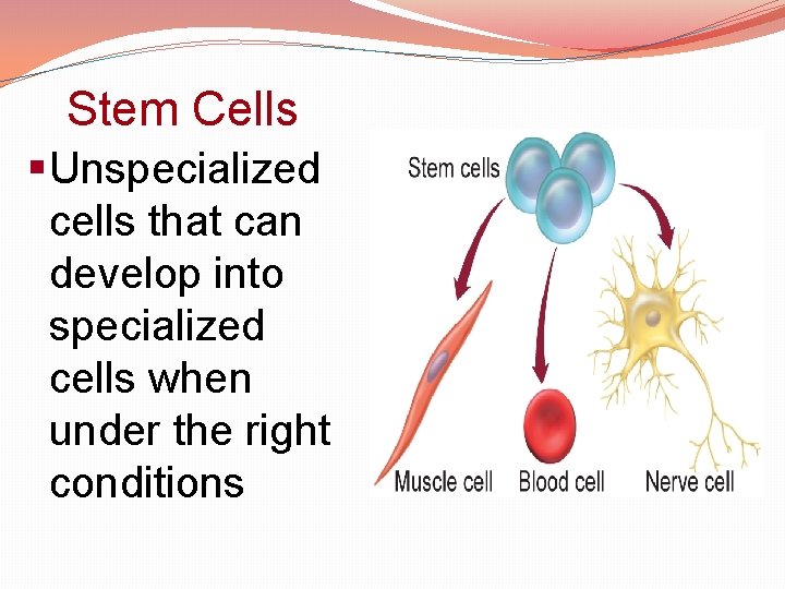 Regulating the Cell Cycle Section 9 3 Normal