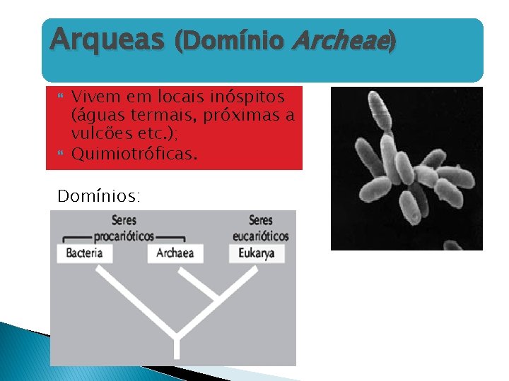 BIOLOGIA Os Seres Vivos Prof Loureno www detonei