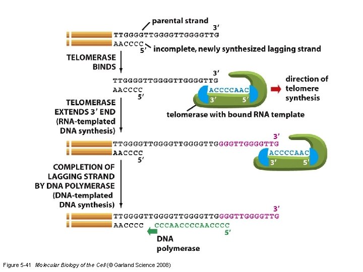 Figure 5 1 Molecular Biology of the Cell