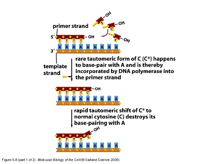 Figure 5 1 Molecular Biology of the Cell