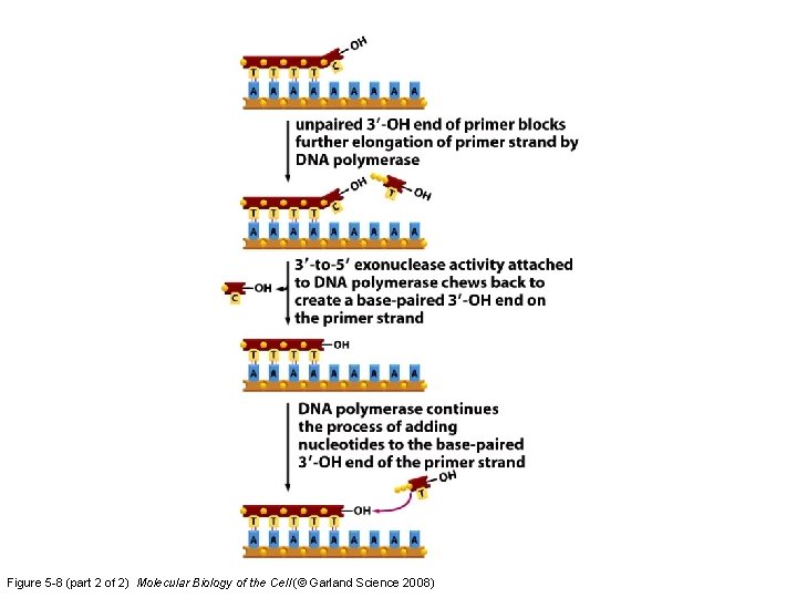 Figure 5 1 Molecular Biology of the Cell