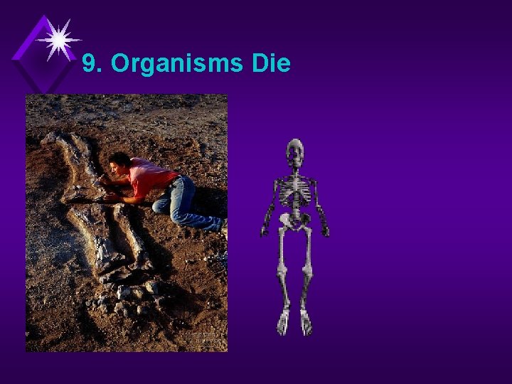 AP BIOLOGY Mrs Thomas Chapter 1 Introduction Themes