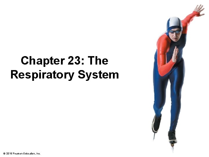 Chapter 23 The Respiratory System 2015 Pearson Education