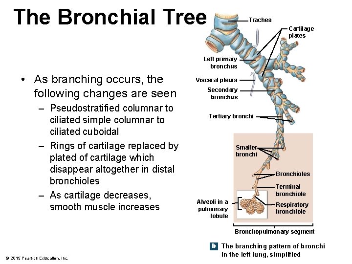 Chapter 23 The Respiratory System 2015 Pearson Education