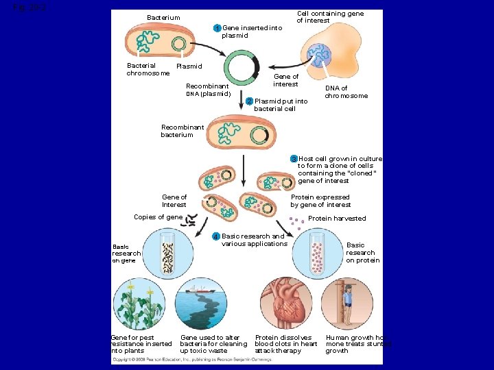 Chapter 20 Biotechnology Overview The DNA Toolbox Sequencing