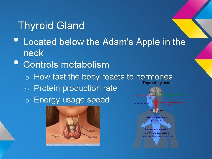The Endocrine System By Jonathan Gonzalez Aaron Mednick
