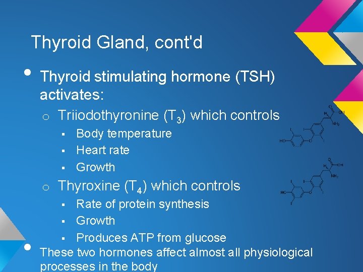 The Endocrine System By Jonathan Gonzalez Aaron Mednick
