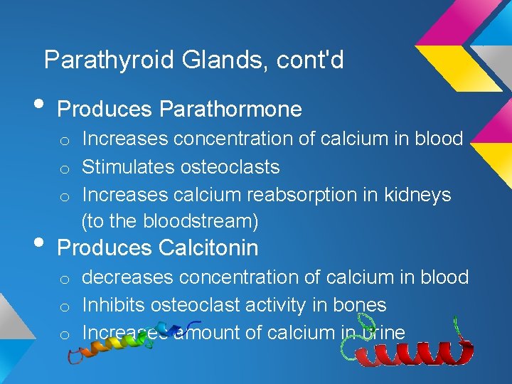 The Endocrine System By Jonathan Gonzalez Aaron Mednick