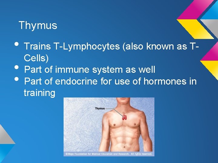 The Endocrine System By Jonathan Gonzalez Aaron Mednick