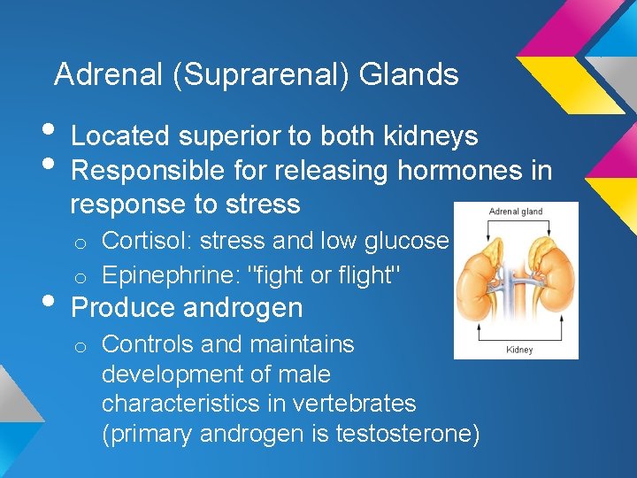 The Endocrine System By Jonathan Gonzalez Aaron Mednick