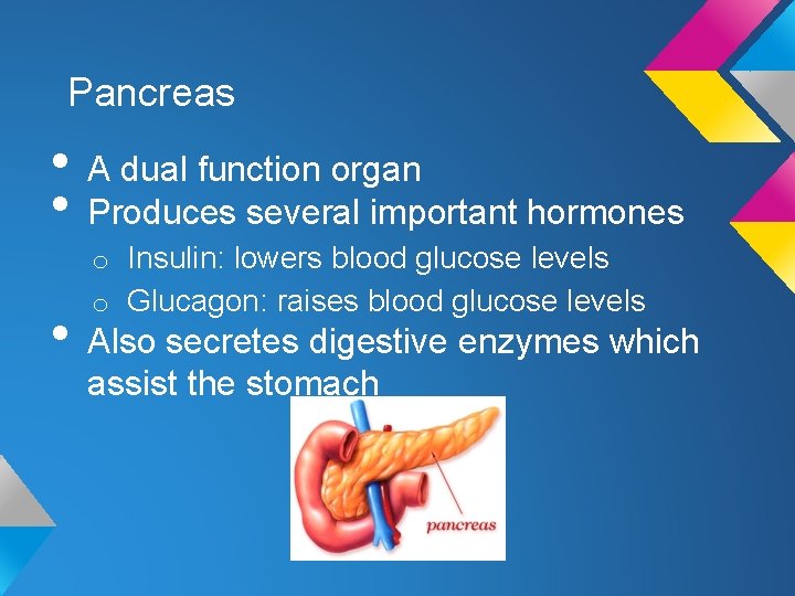 The Endocrine System By Jonathan Gonzalez Aaron Mednick
