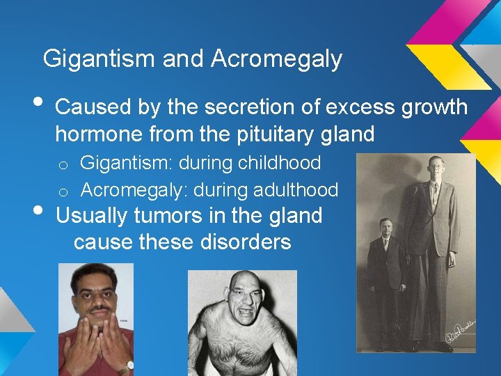 The Endocrine System By Jonathan Gonzalez Aaron Mednick