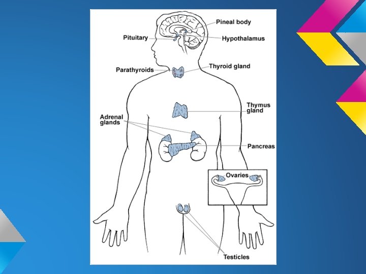 The Endocrine System By Jonathan Gonzalez Aaron Mednick