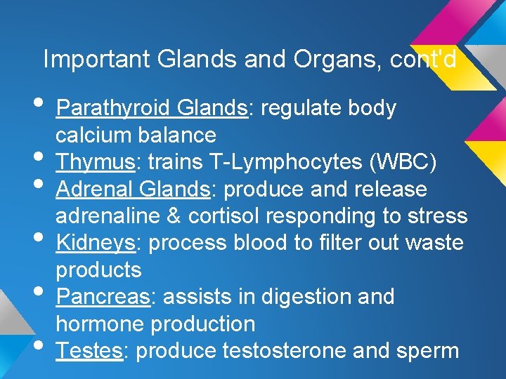 The Endocrine System By Jonathan Gonzalez Aaron Mednick