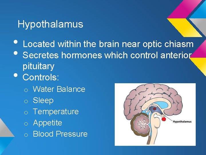 The Endocrine System By Jonathan Gonzalez Aaron Mednick