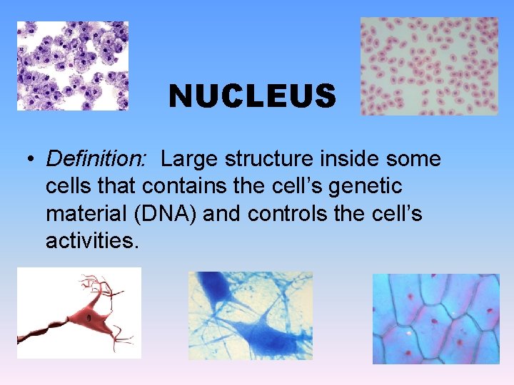 MITOSIS CELL DIVISION Notes and lab activity Why