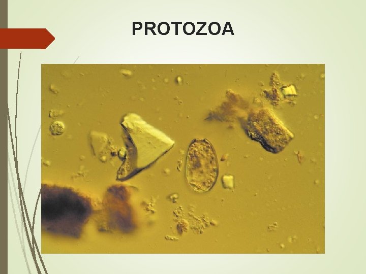 Soil Microbes and Nutrient Cycle Soil Food Web