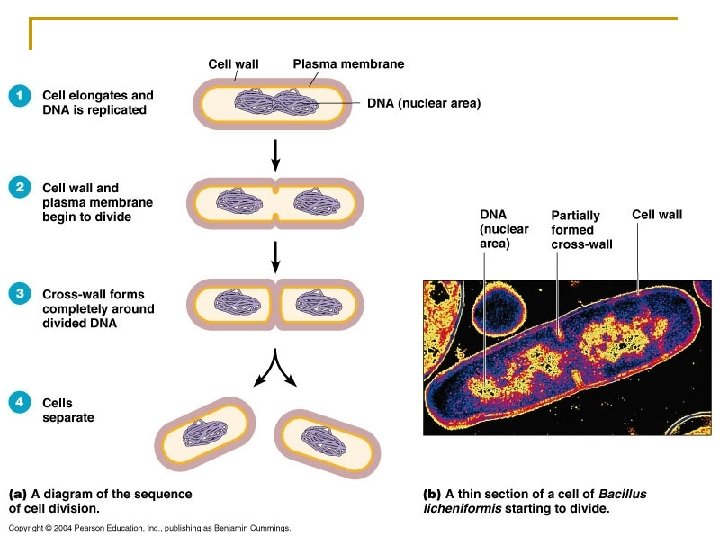 Bacteria and Viruses 20 1 Bacteria n n