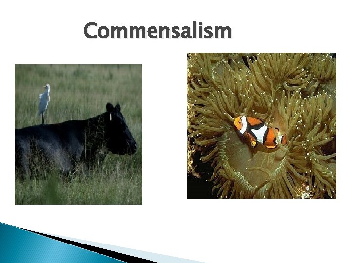 Habitat and Niche Density Population Growth Niche Individuals