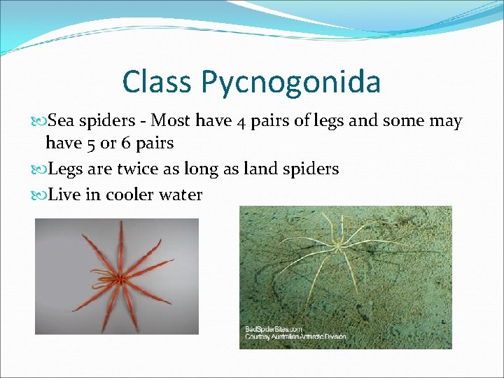 PHYLUM ARTHROPODA CLASS MEROSTOMATA CLASS CRUSTACEA CLASS PYCNOGONIDA