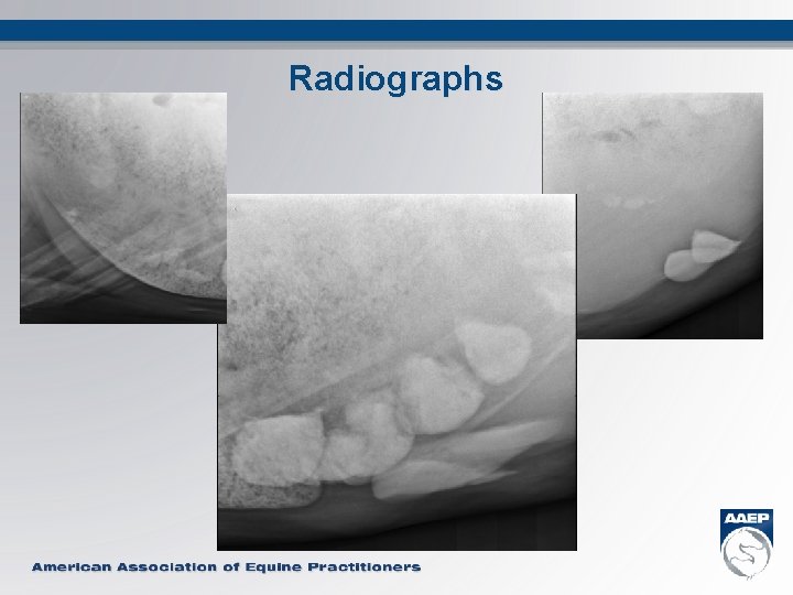 Septic Peritonitis in an Adult Horse Benjamin Davids