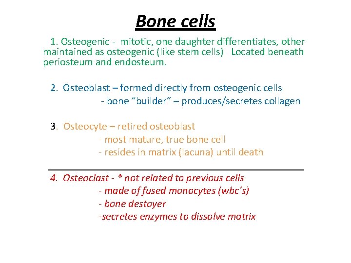 SKELETAL SYSTEM Osteology study of bones Bone is