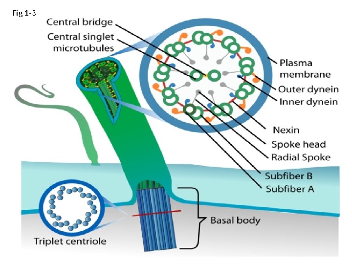 Basic characteristic of the algae Structure of the