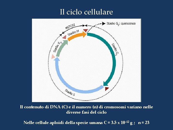 Il ciclo cellulare Il contenuto di DNA C
