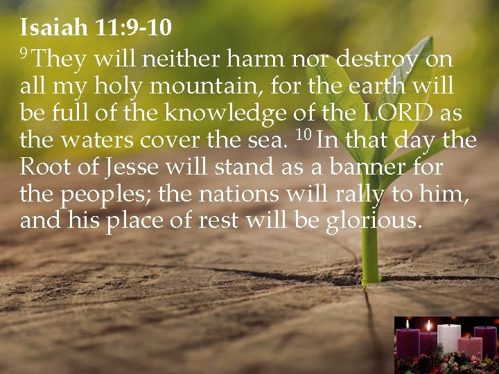 Gods Enduring Love Isaiah 11 1 10 Pastor