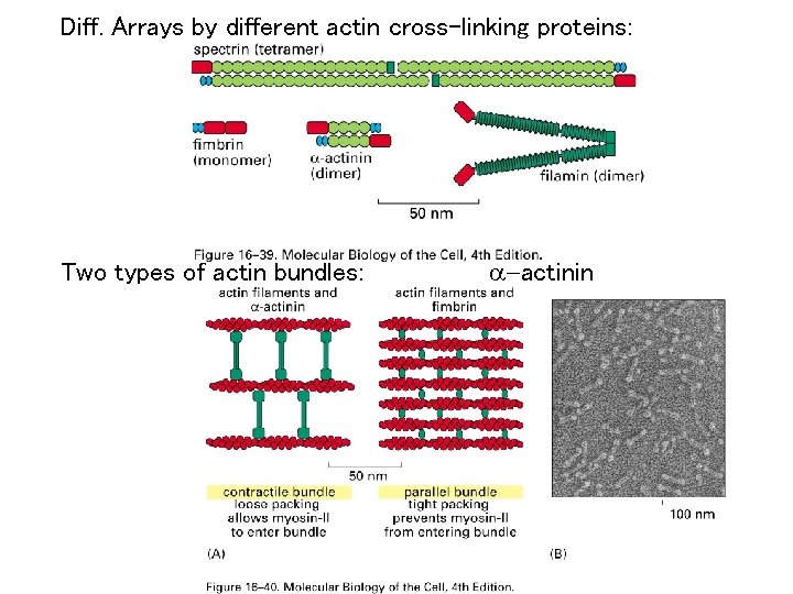 Regulation of Microfilaments Lecture 32 B BSCI 420421