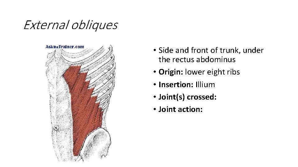 Muscles Topic 1 2 1 2 4 and