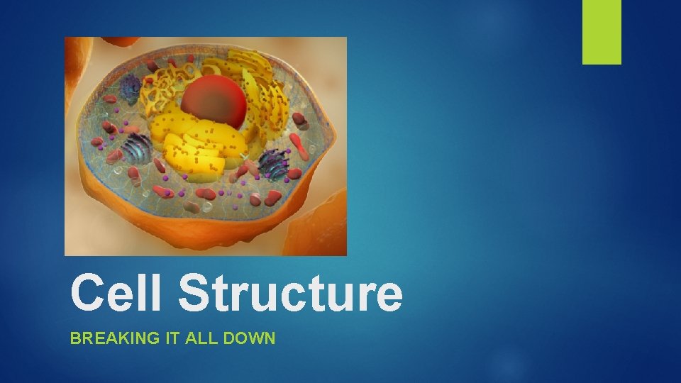 Cell Structure BREAKING IT ALL DOWN Overview of