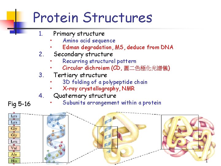 Protein Structures 1 2 3 Fig 5 16