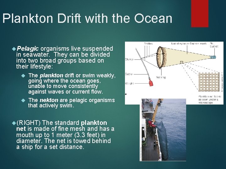 Chapter 14 Primary Productivity Plankton Plants and Algae