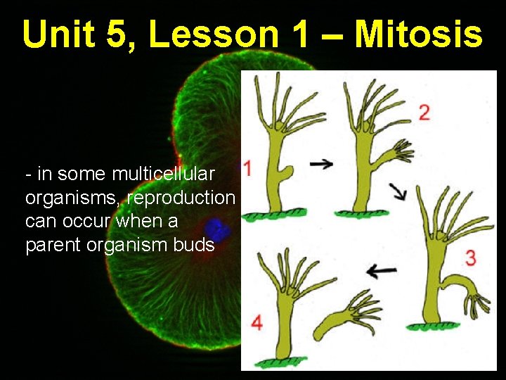 Learning Objectives I can describe the function of