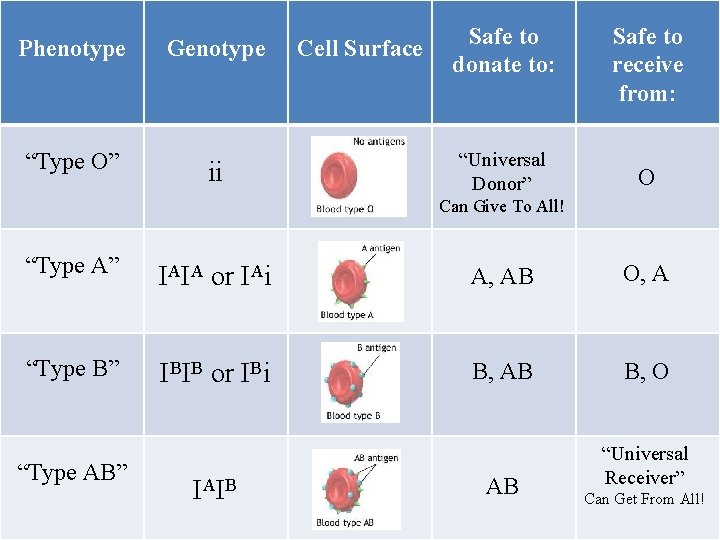 Chapter 14 Human Genetics Karyotypes Autosomes Picture of