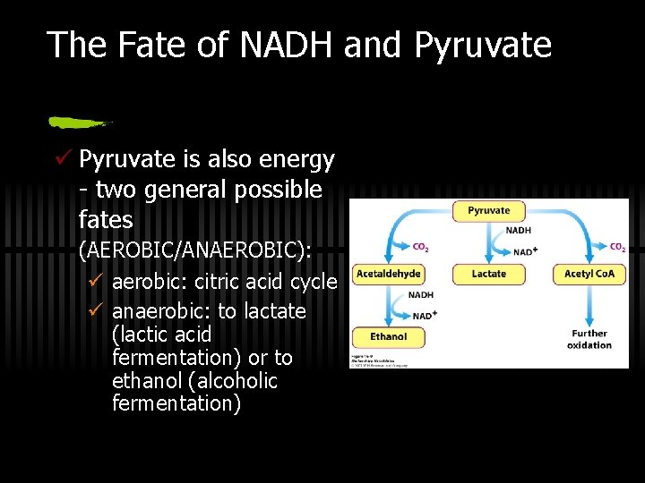 Metabolism Glycolysis Glycolysis 1897 Hans and Eduard Buchner