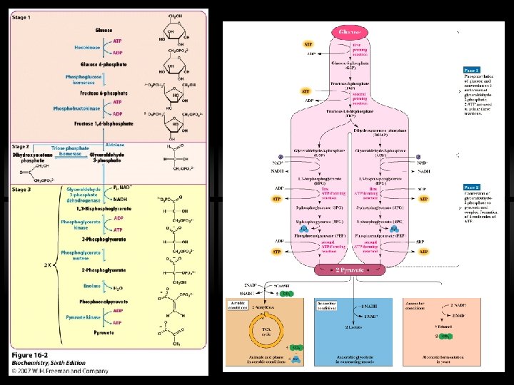 Metabolism Glycolysis Glycolysis 1897 Hans and Eduard Buchner