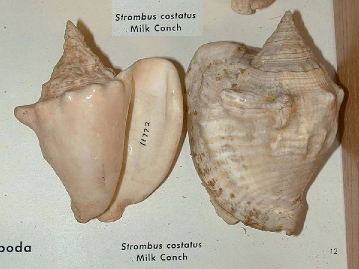 Phylum Mollusca Mollusks Successful Soft Bodies 1 2