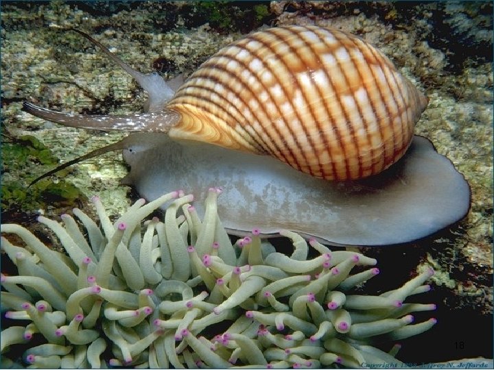 Phylum Mollusca Mollusks Successful Soft Bodies 1 2