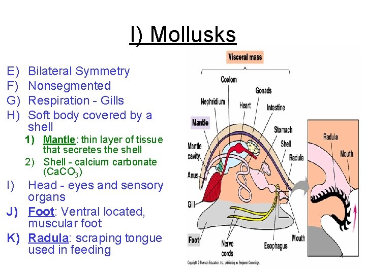 Phylum Mollusca Mollusks Successful Soft Bodies 1 2