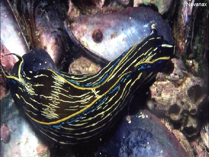 Phylum Mollusca Mollusks Successful Soft Bodies 1 2