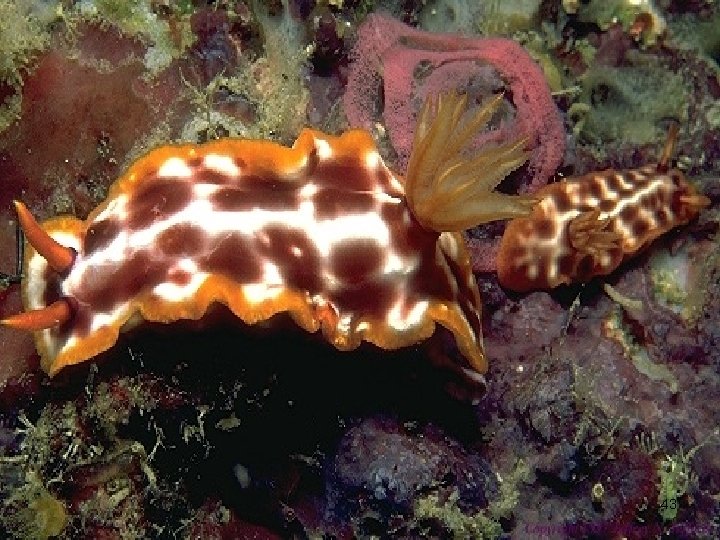 Phylum Mollusca Mollusks Successful Soft Bodies 1 2