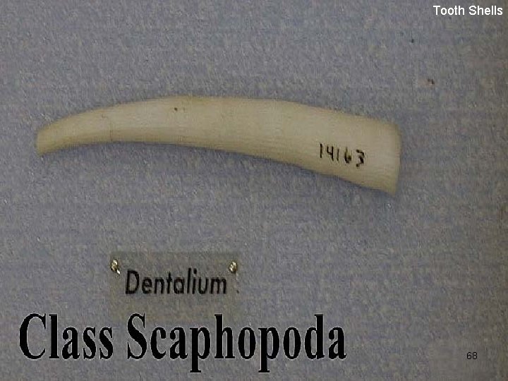 Phylum Mollusca Mollusks Successful Soft Bodies 1 2