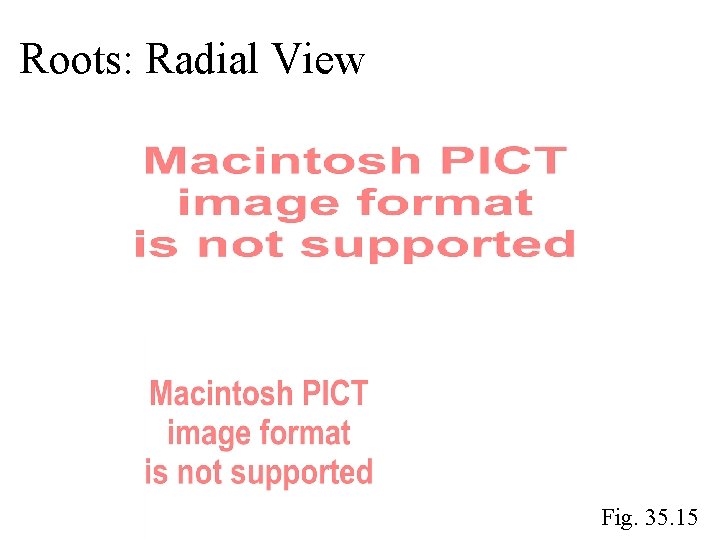 Plant Growth and Development II It is at