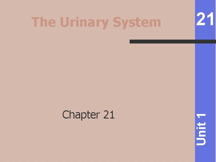 Chapter 21 21 Unit 1 The Urinary System
