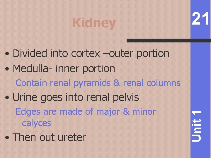 Chapter 21 21 Unit 1 The Urinary System